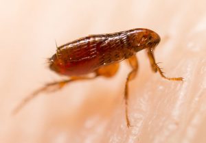 Do Fleas Fly, Jump or Crawl and What Should You Do About Them? - FLEABITES