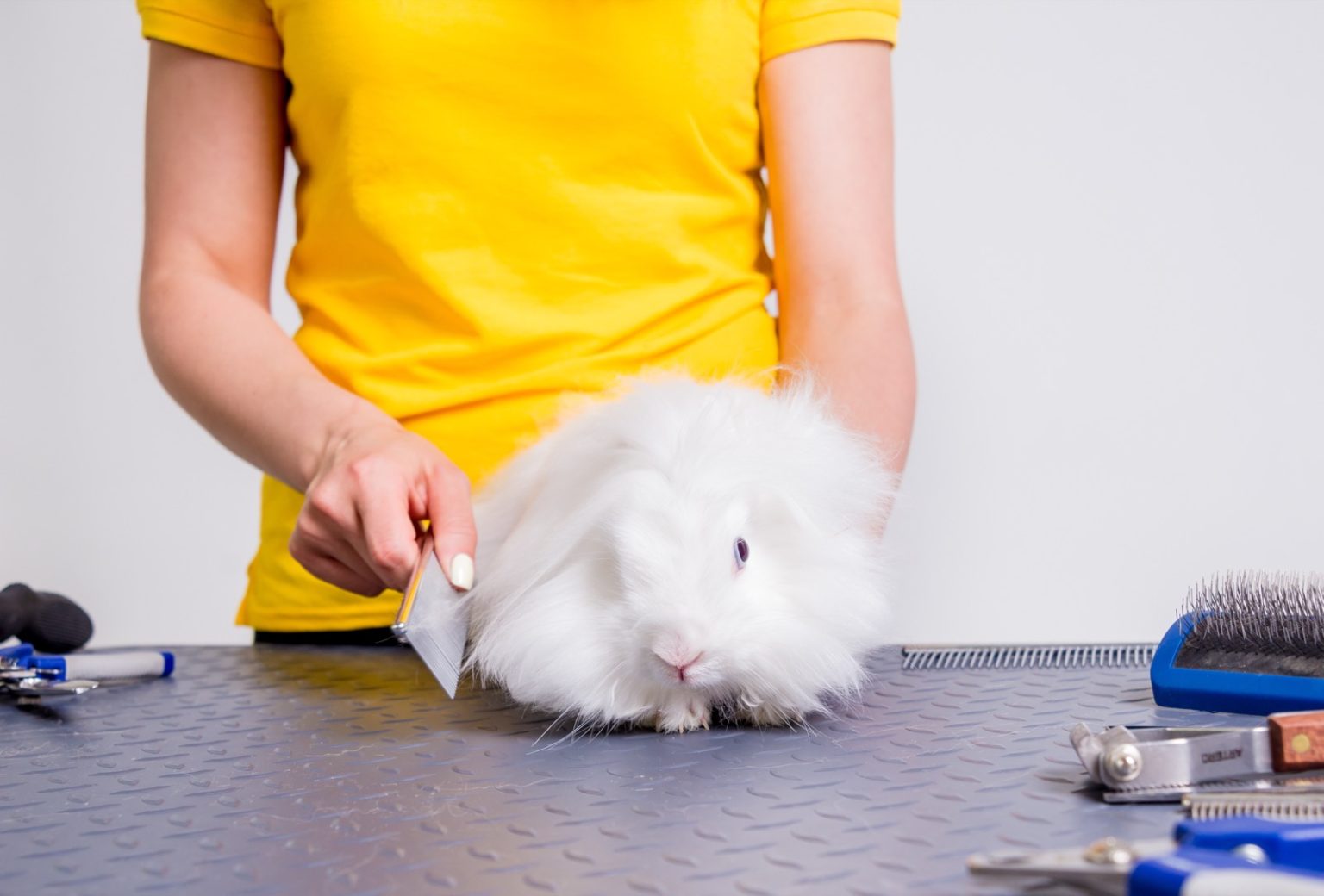 Safe Flea Treatment for Rabbits - 6 Effective Methods - FLEABITES